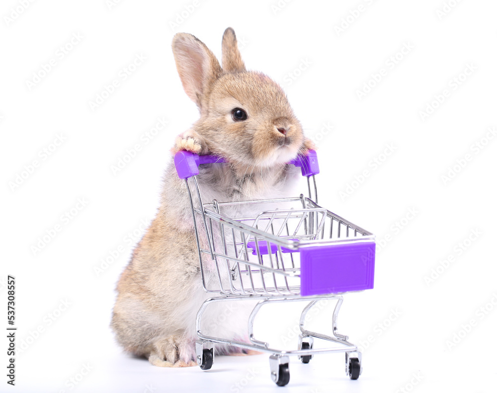 Cute little rabbit stand and hold trolley on white background. Young ...