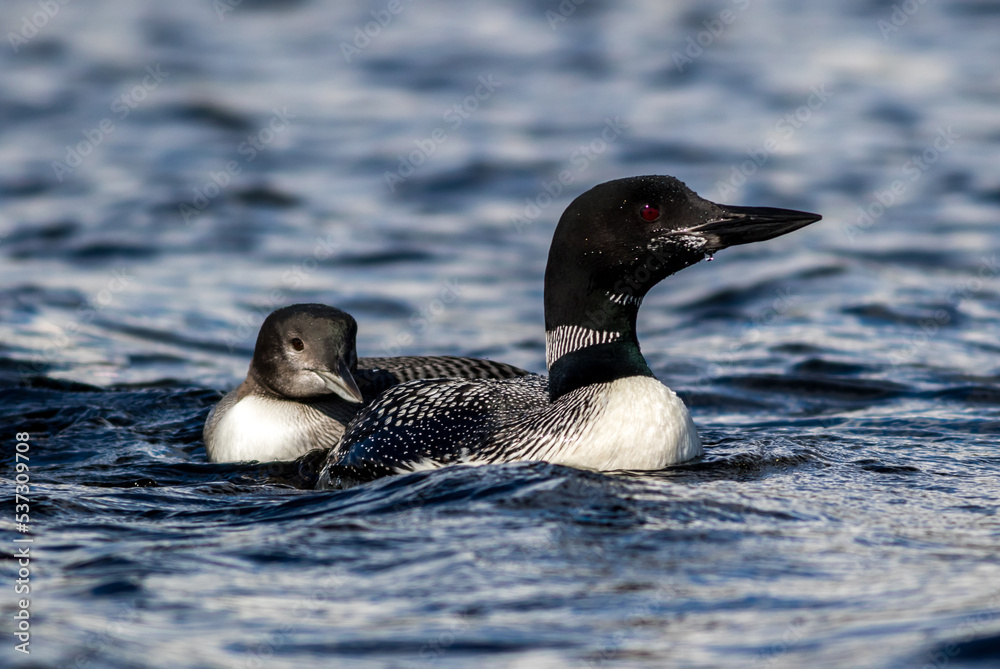 Juvenile Loon