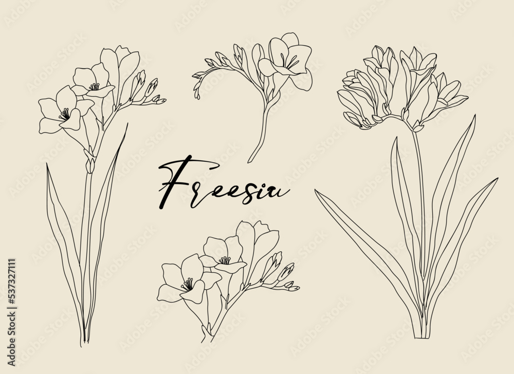 Vetor de Set of Freesia flower line art vector illustrations ...