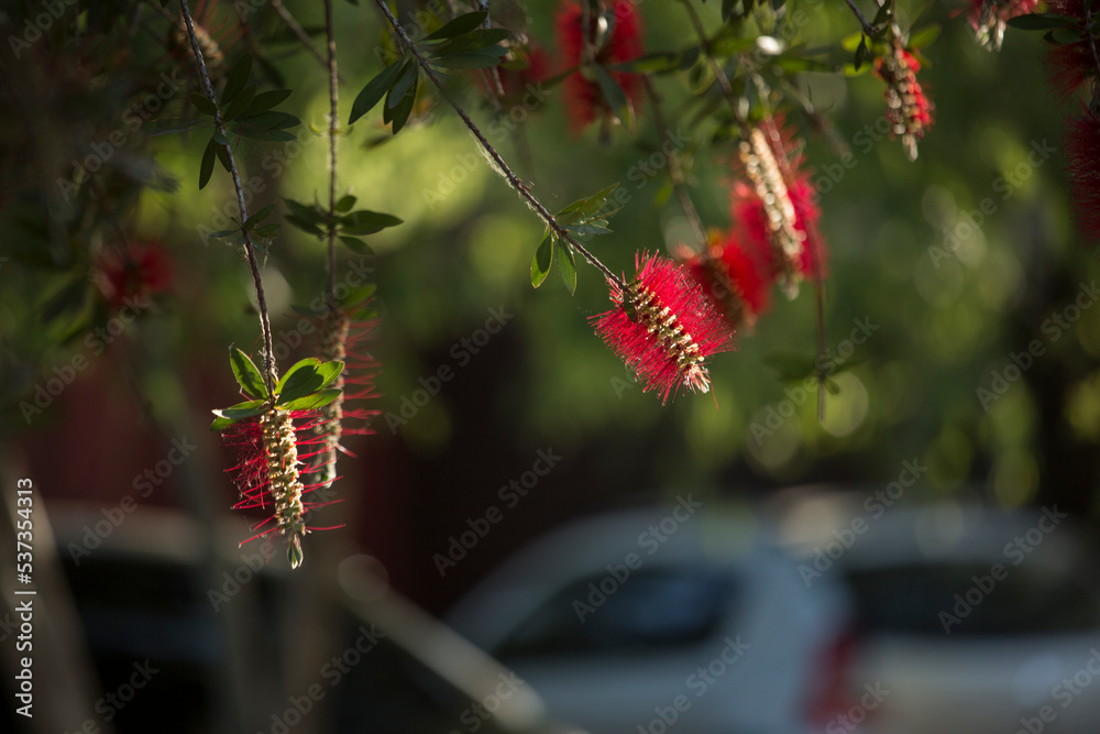 árbol de flores rojas Stock Photo | Adobe Stock