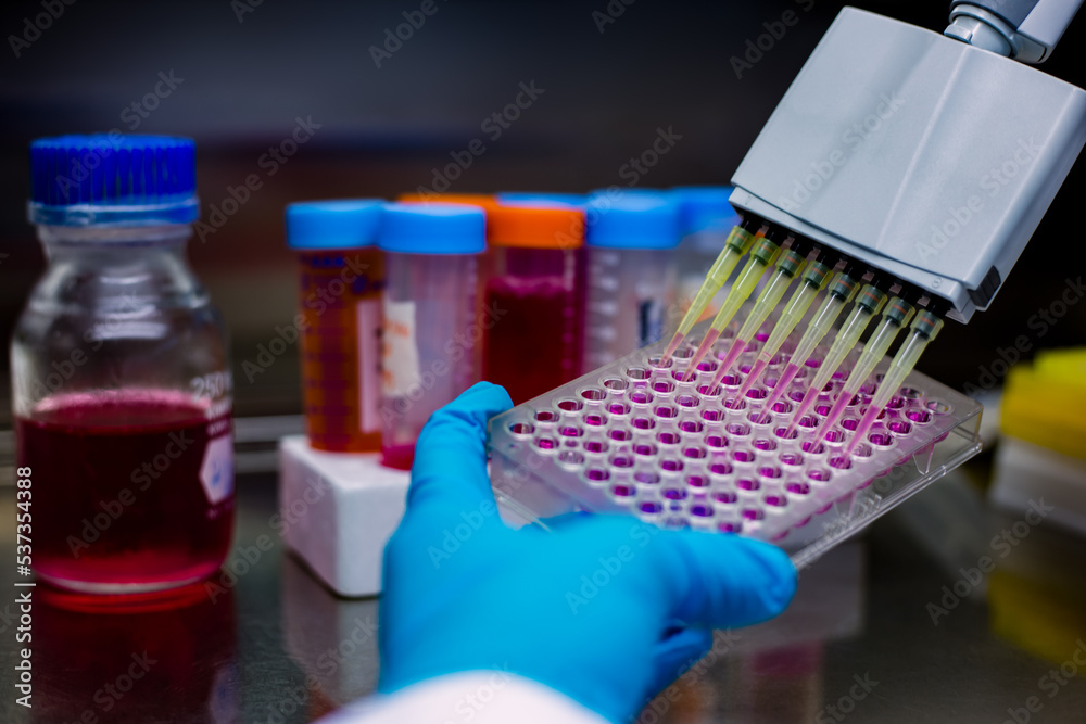 Scientist using micropipette or multi pipette in sample preparation for ...