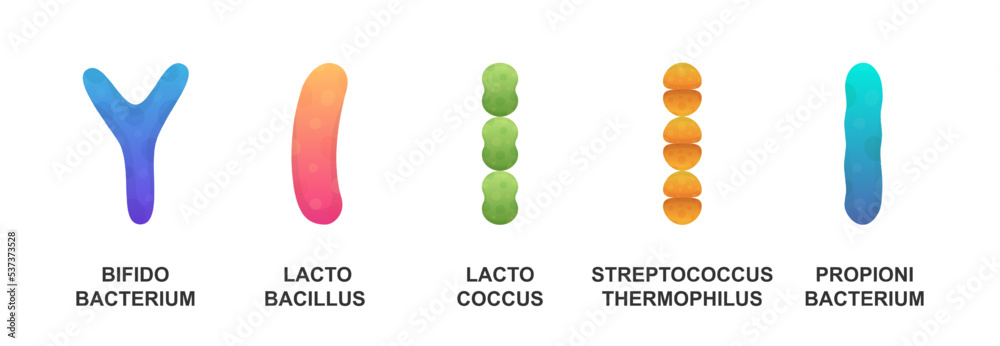 Probiotics. Microscopic probiotics. Bacteriology. Bifidobacterium ...