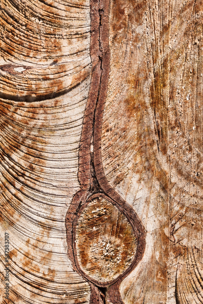 Tree Wood Structure Background / Surface wooden pattern of cut trees ...