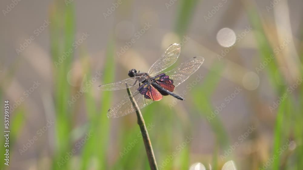 Phantom Flutterer dragonfly with metallic wings sits on stick over ...
