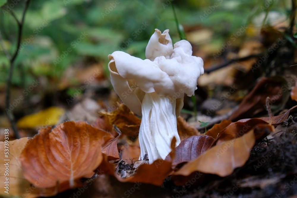Amazing mushroom Helvella crispa, also known as the white saddle, elfin ...