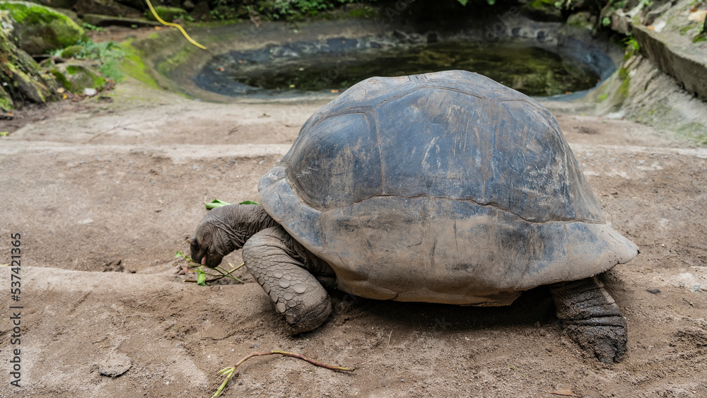 A giant turtle Aldabrachelys gigantea eats grass. Close-up. Side view ...