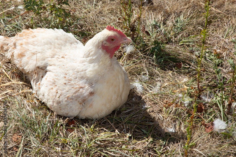 White Hen With Egg