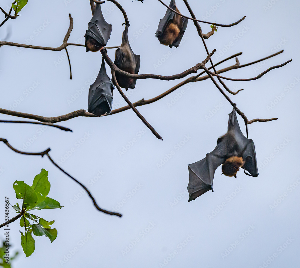 Flying-fox (Pteropus Alecto) or Fruit Bat, hanging in a tree, Pangkor ...