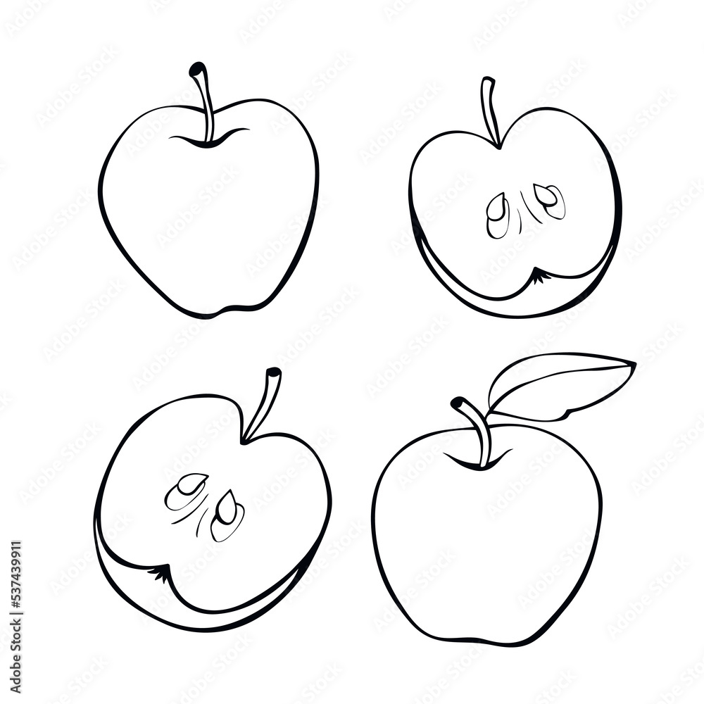 Vector contour drawing of whole and cut in half apple in doodle style ...