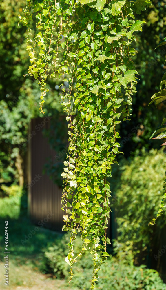 Lush greenery of Parthenocissus tricuspidata 'Veitchii' or boston ivy ...