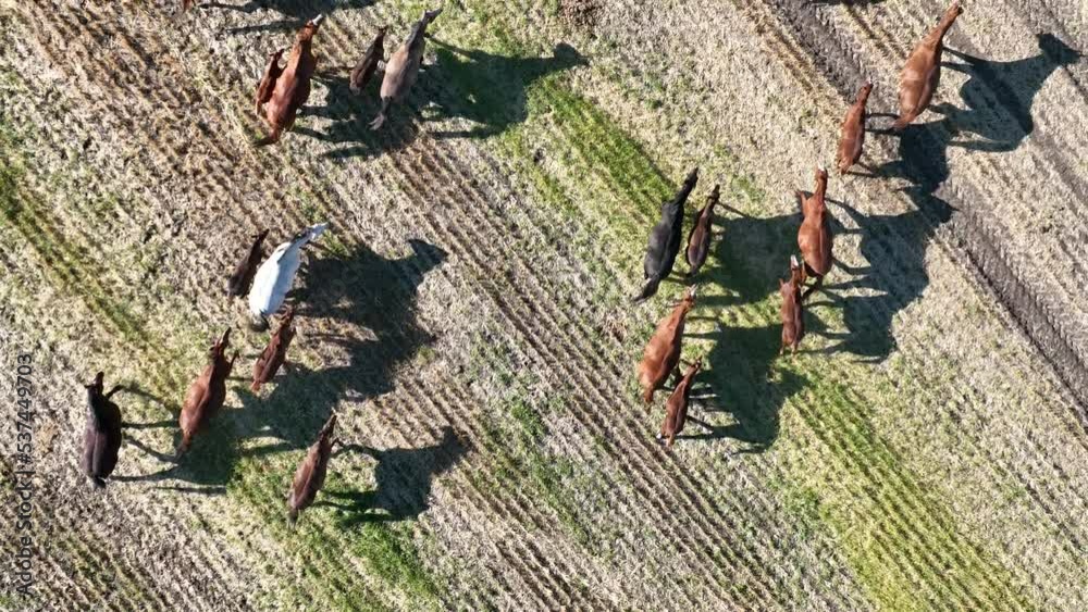Top down aerial view of wild horses running free across the prairies of ...