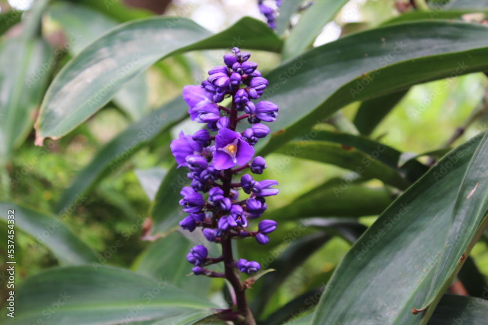 Purple Dichorisandra thyrsiflora or blue ginger flower, in Roma Street ...