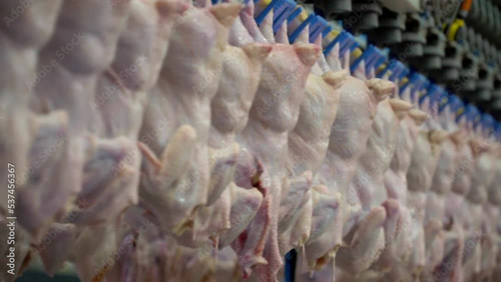 hanging poultry meat in Food industry chicken Processing of fresh and ...