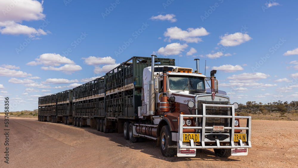 Road train transporting cows on Stuart highway, Australia Stock Photo ...
