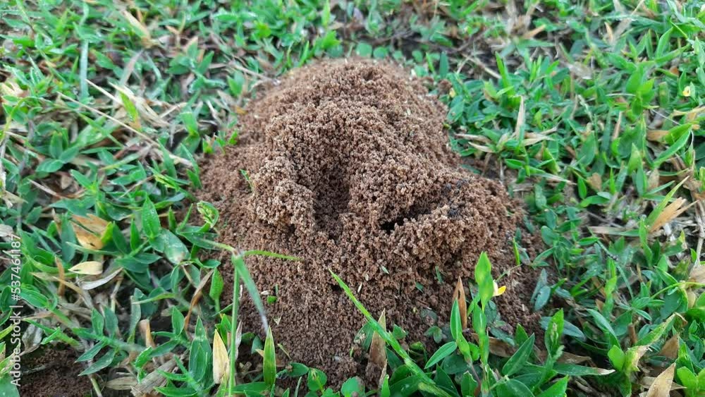 Colony of ants. Ants are making their home and Digging the soil from ...