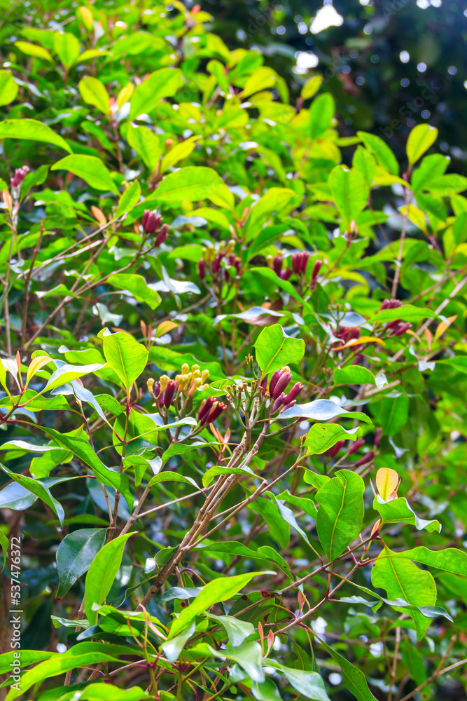 Clove tree (Syzygium aromaticum) with aromatic flower buds in bloom ...