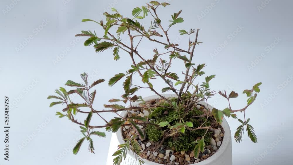 Mimosa pudica also called sensitive plant, sleepy plant, action plant ...