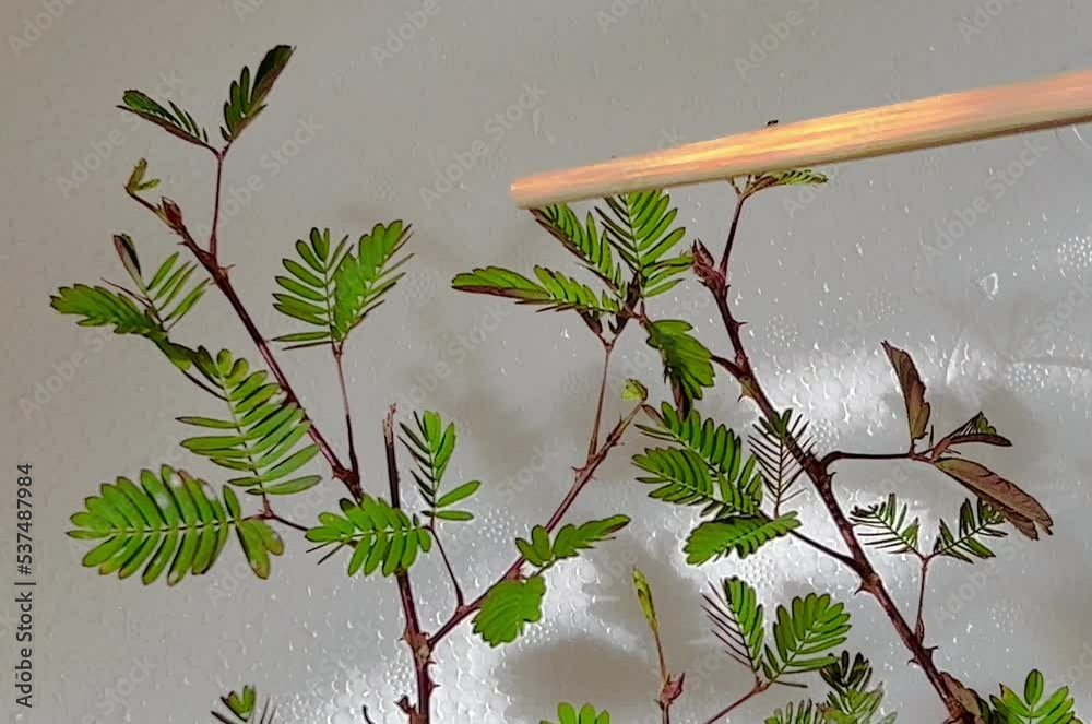 Mimosa pudica also called sensitive plant, sleepy plant, action plant ...