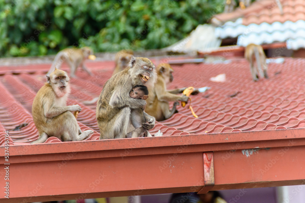 Long-Tailed Macaque monkeys with a baby on a roof at the Batu Cave ...
