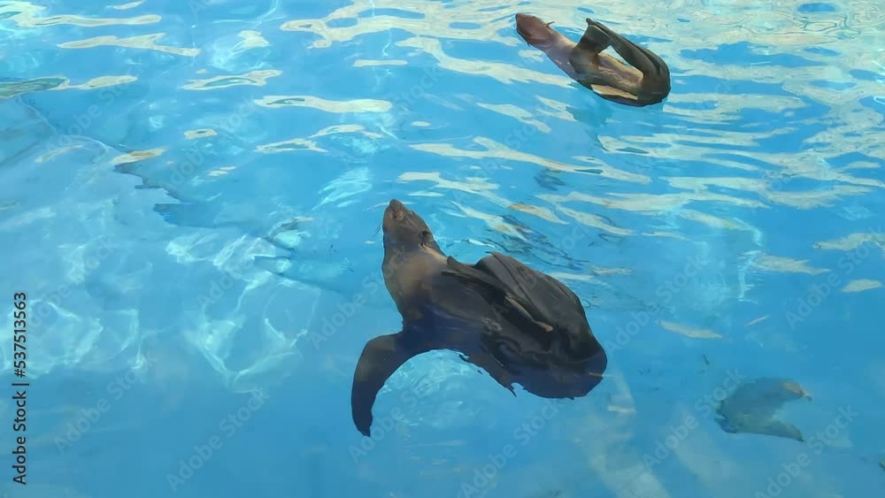 Two black seals swim with their tails and fins raised. Marine mammals ...