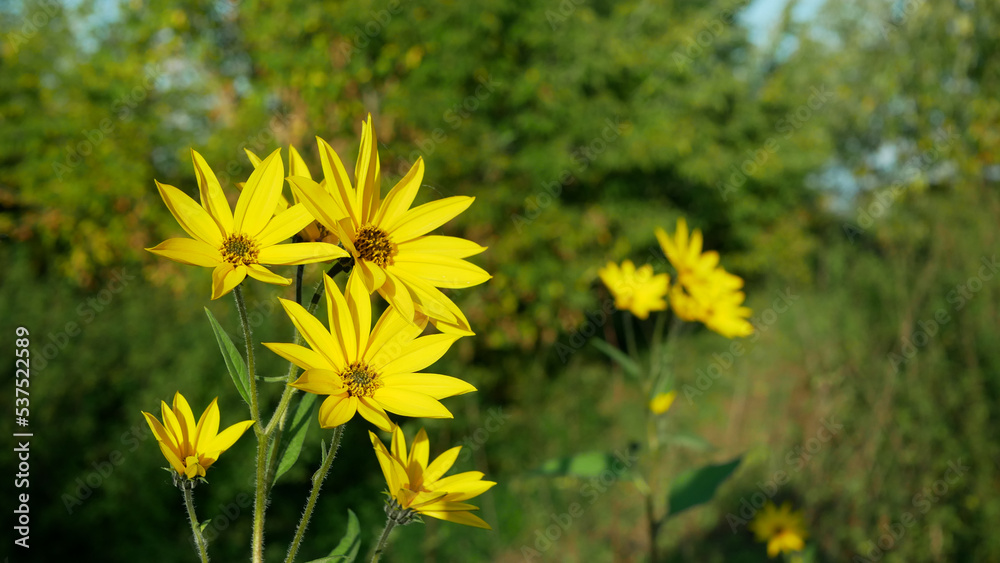Helianthus tuberosus topinambur blossom yellow Jerusalem artichoke ...