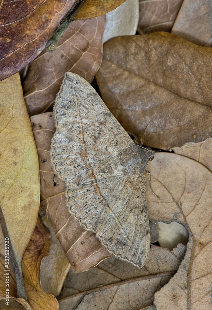 Velvetbean Moth (Anticarsia gemmatalis) with wings open, hidden ...