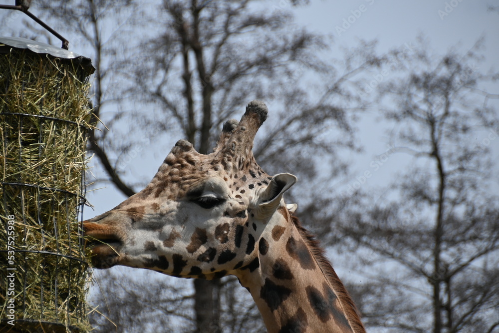 Rothschild's giraffe in captivity, Rothschild giraffe breeding ...