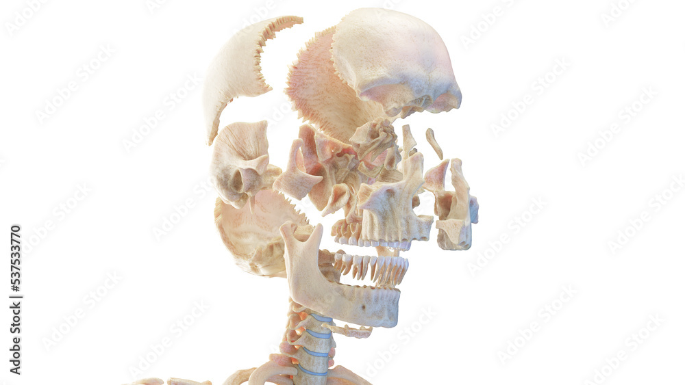 3d rendered medical illustration of an exploded view of the human skull ...