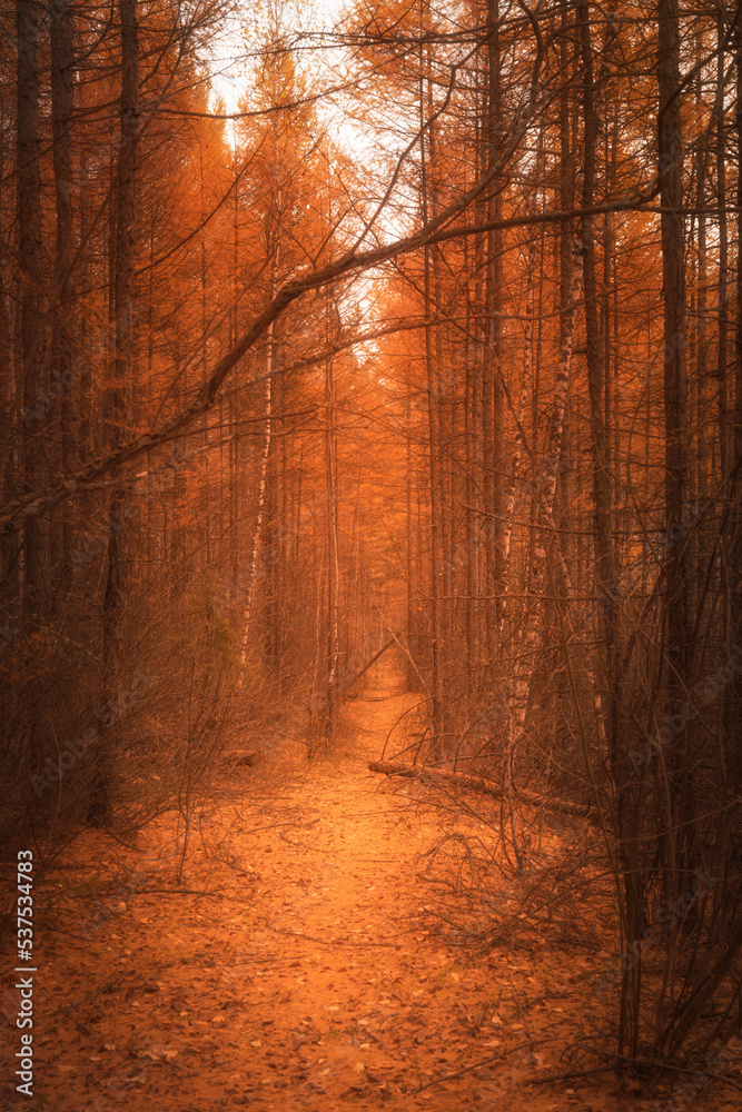 atmospheric autumn scary forest path. creepy but inviting. Stock Photo ...