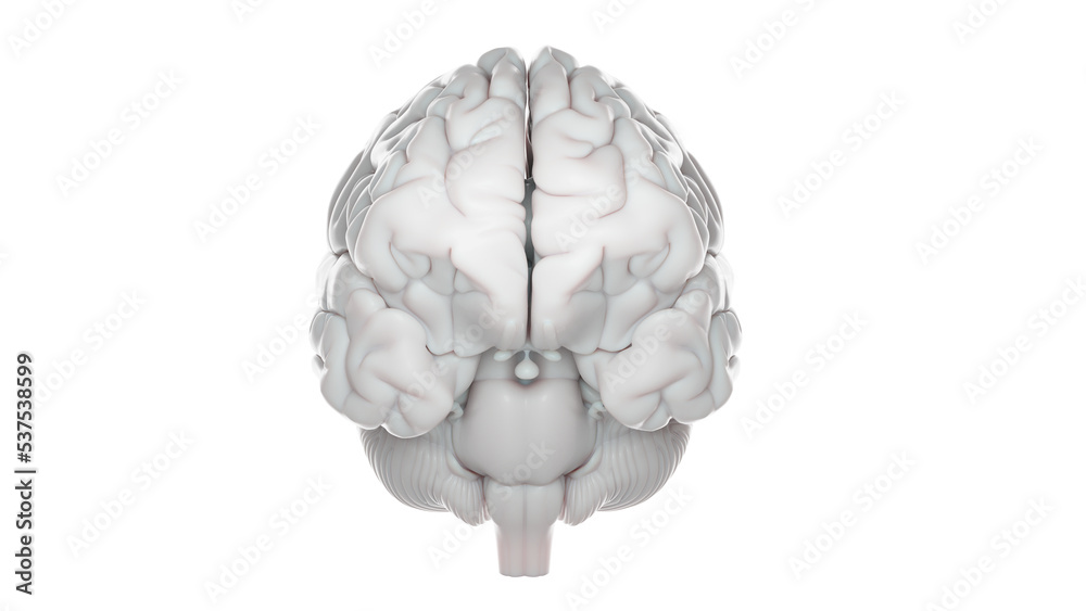 3d rendered medical illustration of a grey human brain Stock ...