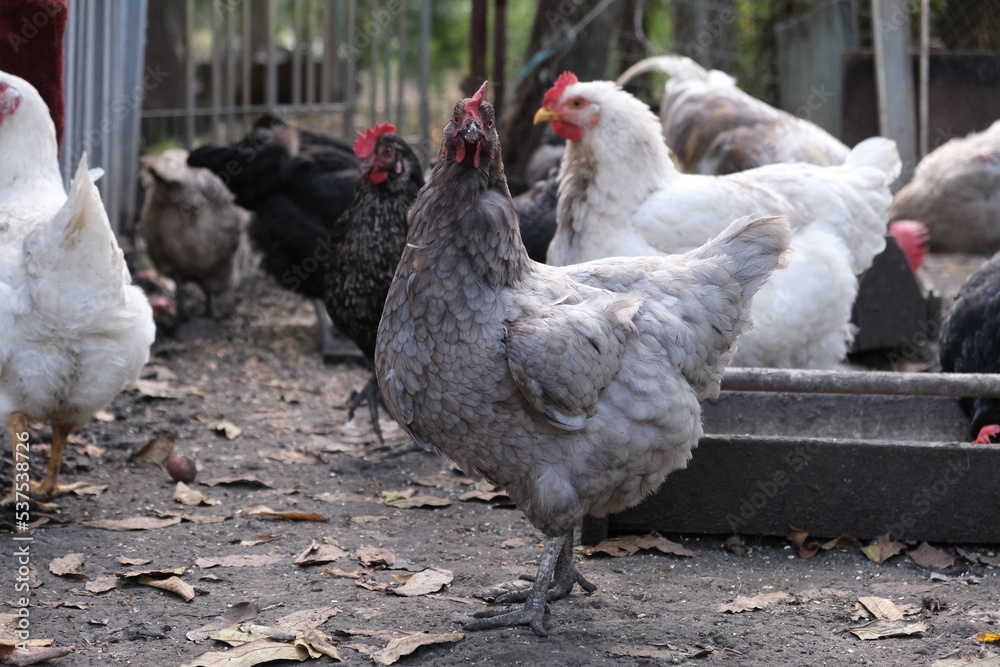 Gray and brown chickens raised on a farm in the village. They eat and ...