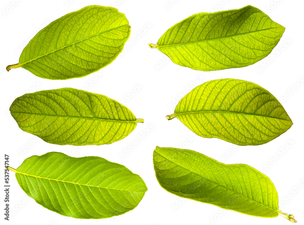 collection of young yellowish guava leaves. a group of objects isolated ...