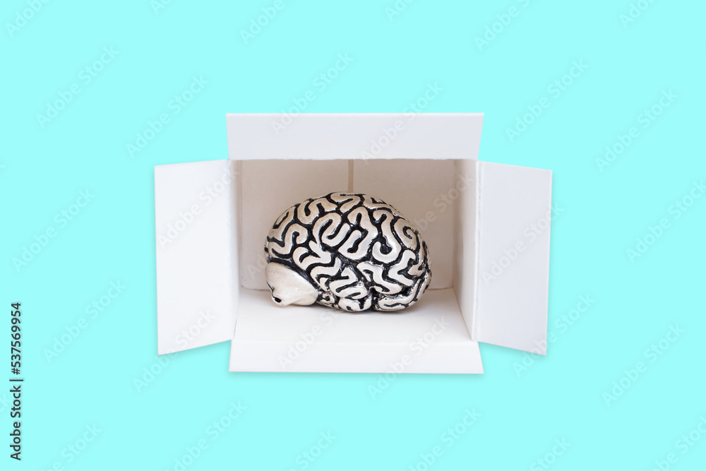 Anatomical copy of a human brain in a shipping box Stock Photo | Adobe ...