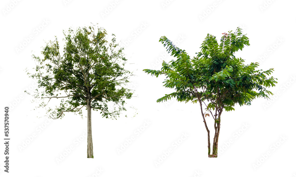 Isolated trees on transparent background PNG file Stock Photo | Adobe Stock