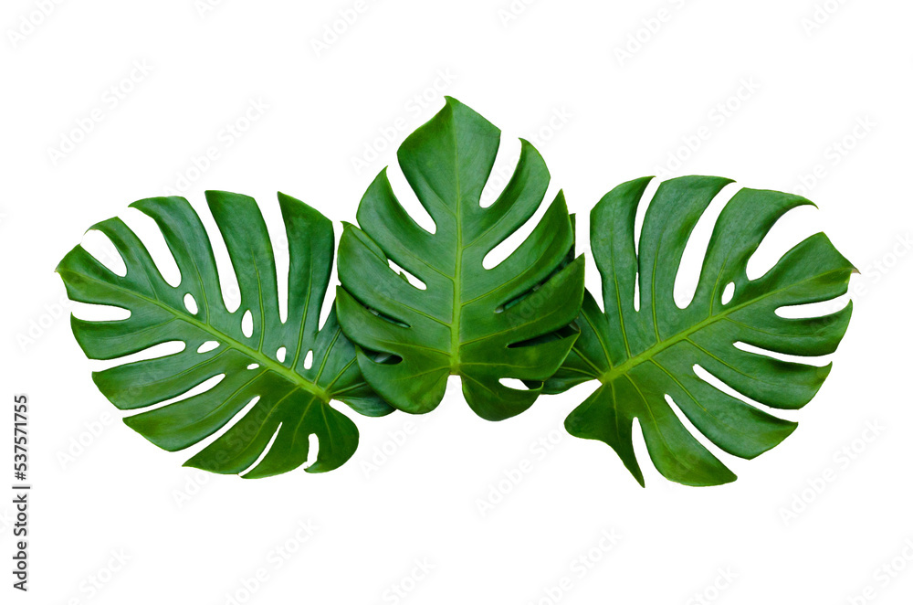 Monstera leaves leaves with Isolate Leaves on transparent background ...