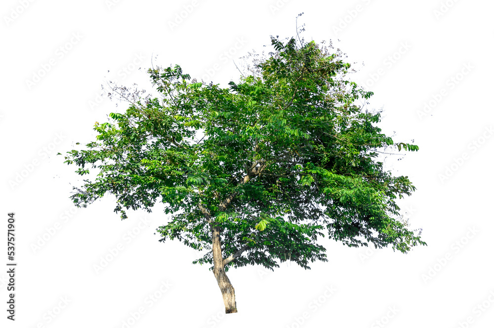 Isolated trees on transparent background PNG file Stock Photo | Adobe Stock