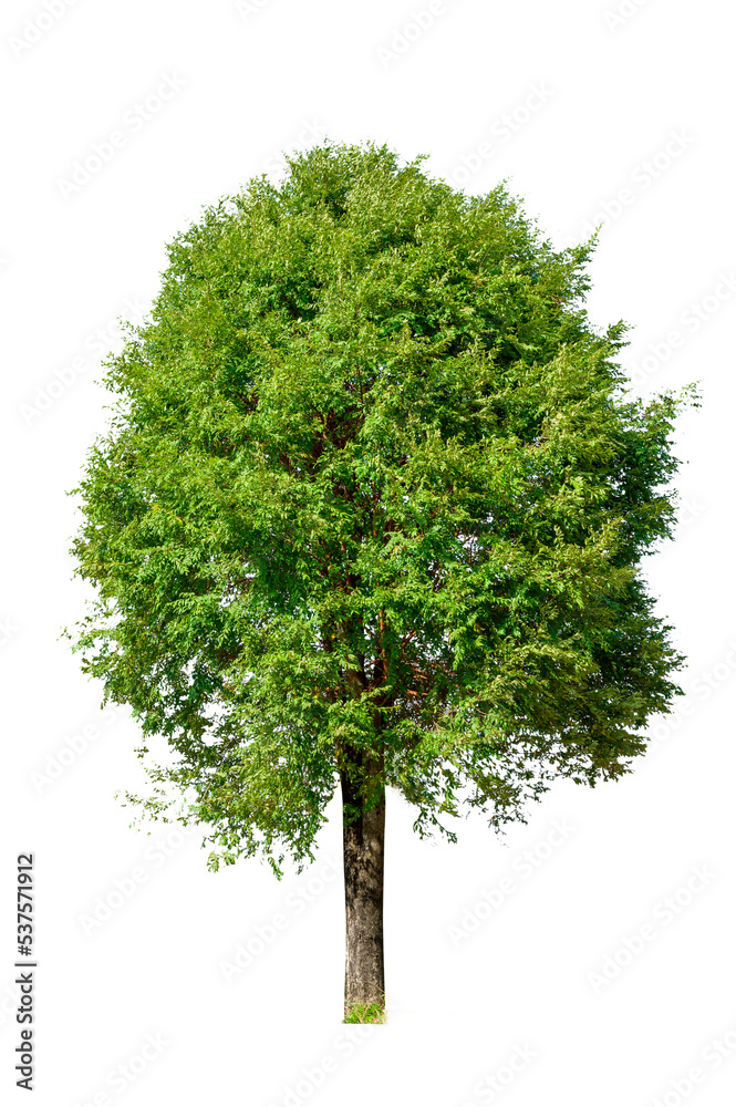 Isolated trees on transparent background PNG file Stock Photo | Adobe Stock