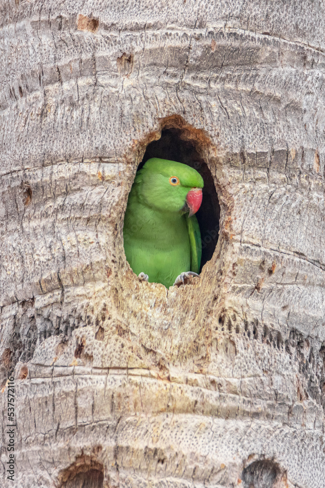 Rose Ringed Parakeet / Ring-necked parakeet looking out of its nest ...