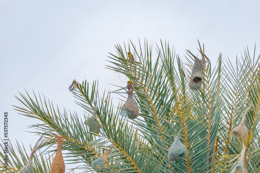 weaver bird nests on Phoenix sylvestris tree - Kharjura Stock Photo ...