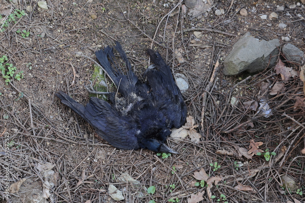 Dead black crow bird lying on the ground. Illustration photo of bird ...