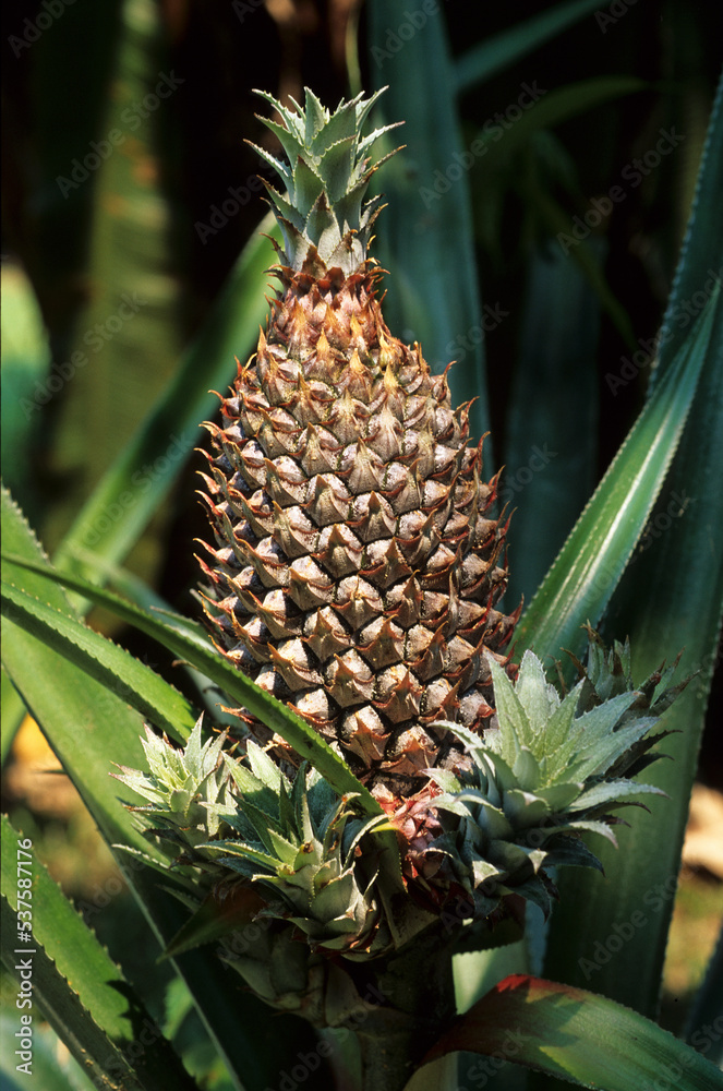 Ananas, Ananas spp. Stock Photo | Adobe Stock