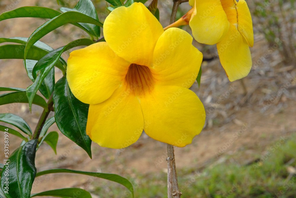 Allamanda, Allamanda cathartica Stock Photo | Adobe Stock