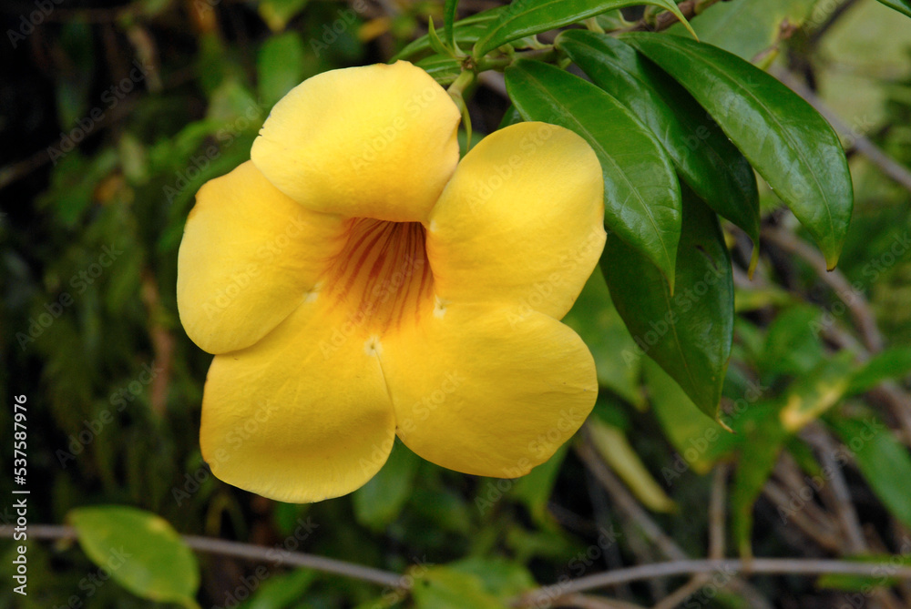Allamanda, Allamanda cathartica Stock Photo | Adobe Stock
