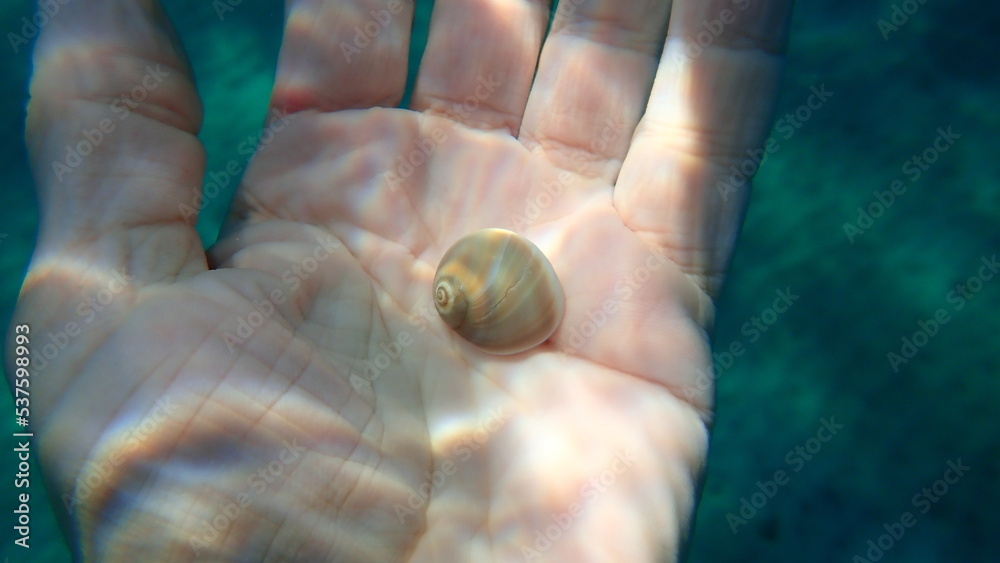 Seashell of sea snail Josephine's moonsnail (Neverita josephinia) on ...