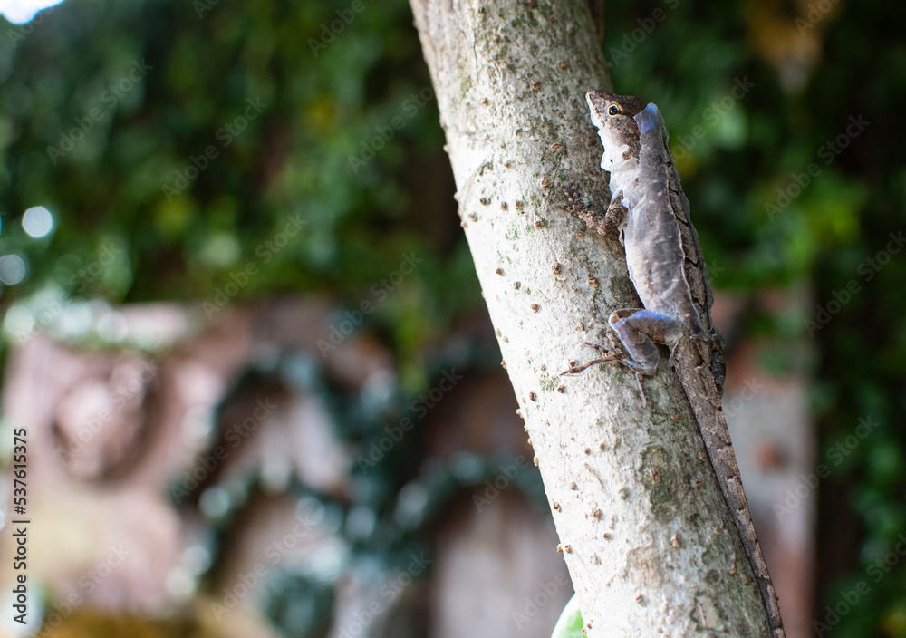 Lizard changing skin. Molting anole on a tree branch. Tropical animals ...