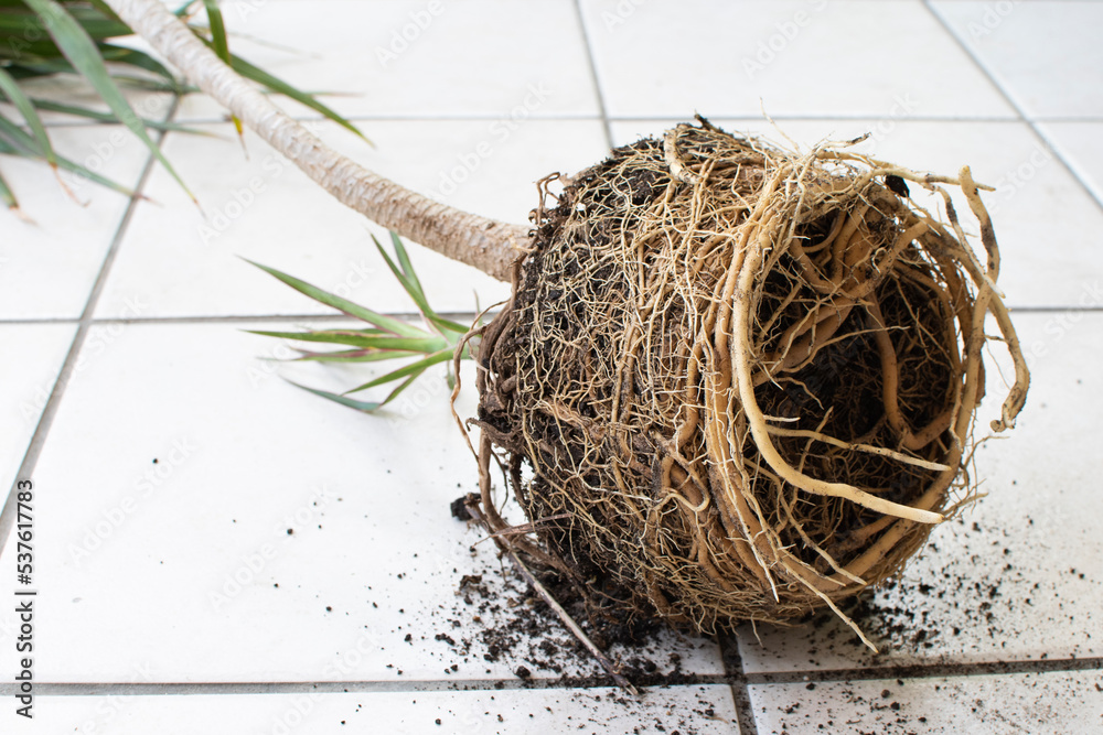 Repotting dracaena with root bounding. Root-bound house plant. The ...