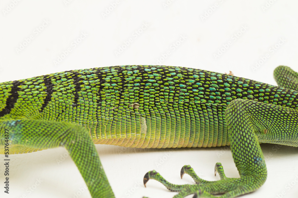 The emerald green tree monitor lizard (Varanus prasinus) isolated on ...