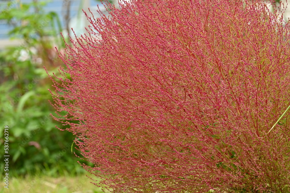 Bassia scoparia. Amaranthaceae annual plants. The fruits are medicinal ...