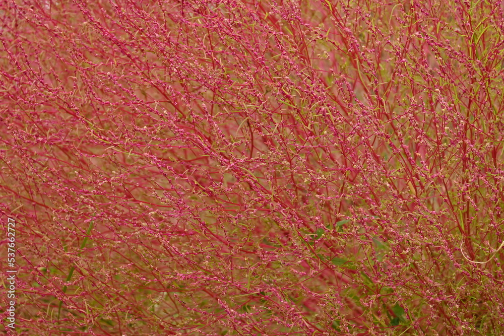 Bassia scoparia. Amaranthaceae annual plants. The fruits are medicinal ...