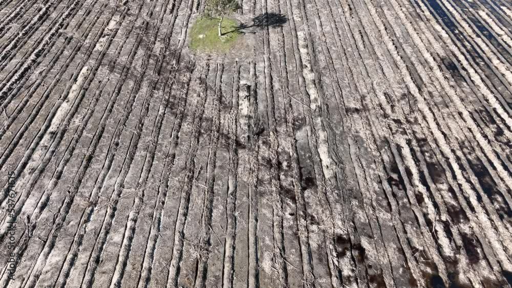 Vidéo Stock Deforestation and clearing of forested land on plantation ...